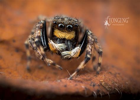 Flickr Discussing Gender Differences In Jumping Spiders