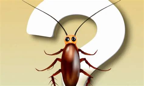 Cockroaches Archives Bug Buster Hq
