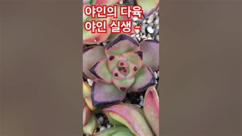 행복한 목요일 오후 되세요 ~ 이찬원 파종이 실생 다육 다유기 다육이 다육식물 반려식물 다육판매 다육이판매 다육이키우기 다육인스타그램 매혹이 청주