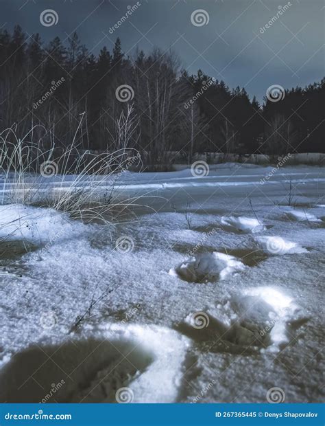 Pine Trees Snow At Night