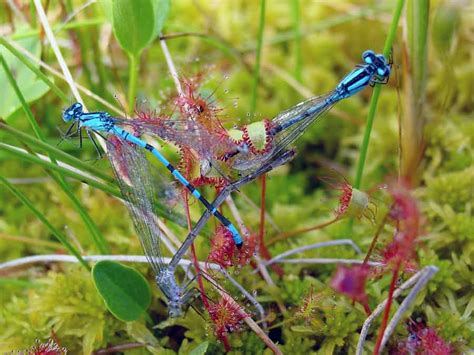 Росянка посадка и уход в домашних условиях виды и сорта фото