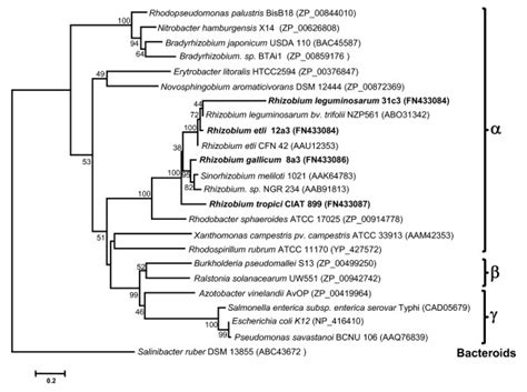 Neighbor Joining Tree Based On Otsa Proteins From α β And γ