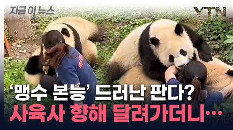 지금이뉴스 공격성 드러내며 달려든 판다들中 사육사 공포 Ytn