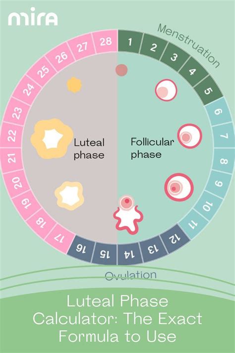 Luteal Phase Length Calculator