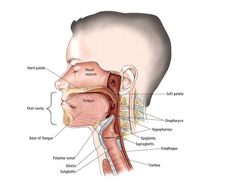 An Overview Of Head And Neck Cancers Thunda Funda