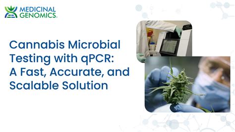 Cannabis Microbial Testing With Qpcr A Fast Accurate And Scalable