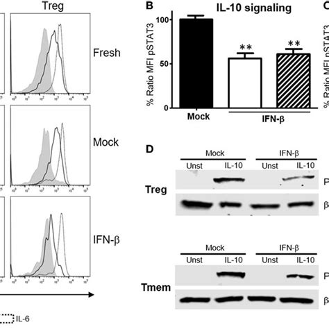 Ifn β Signals Through Jak Stat Pathway To Directly Inhibit