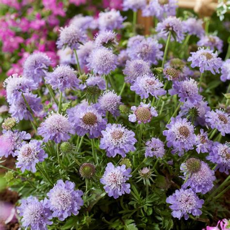 Scabiosa Blue Eyes