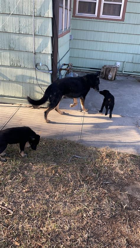 Broly And Jiren New Additions To The House Keeping Their Dad Company