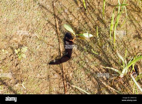 Hirudinea Sp Hirudinea Wikimedia Commons