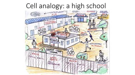 Cell Analogy Examples Biology Cell Analogy Nucleus Nucleolus