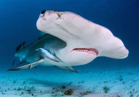 What Do Sharks Eat Diet And Facts
