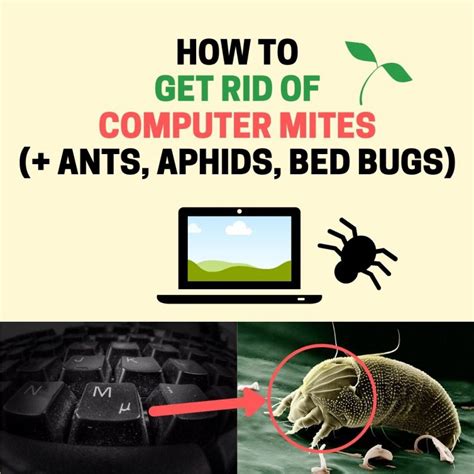 How To Get Rid Of Computer Mites In Your Laptop Fast And Easy BugWiz