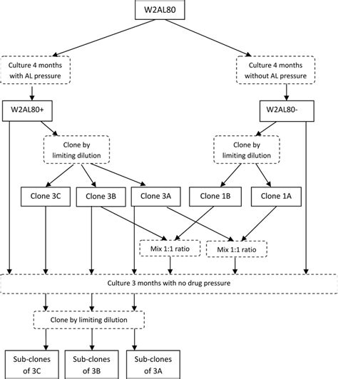 Flowchart Illustrating The Experimental Design Download Scientific Diagram