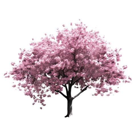 투명 배경에 고립 된 분홍색 벚꽃 나무 봄에 피는 나무 Png 생성 Ai 프리미엄 사진