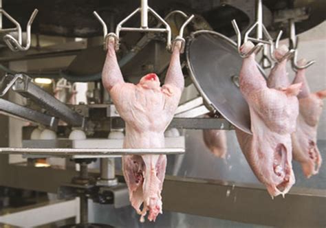 2 Meat Processing Facilities For Regions 5 9 Guyana Times