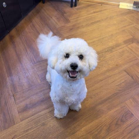 비숑프리제 토리 대형견책임분양 미니비숑프리제책임분양 토이푸들책임분양 골든리트리버책임분양 래브라도리트리버책임분양 닥스훈트책임분양 도베르만책임분양 말티치책임분양 말티폼책임분양