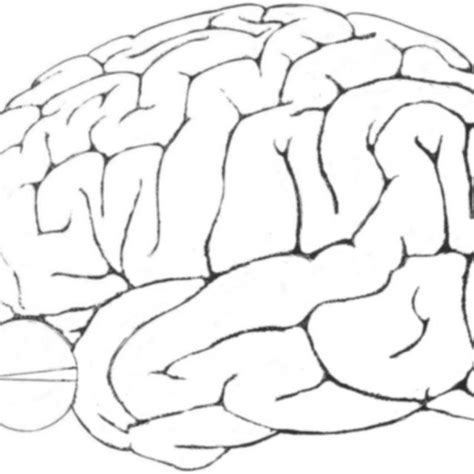typical classical receptive fields of neurons early in the visual