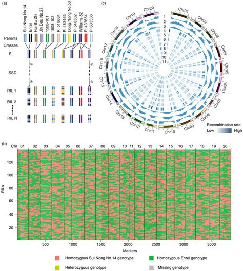 Overview Of Meiotic Recombination In Soybean RIL Populations A