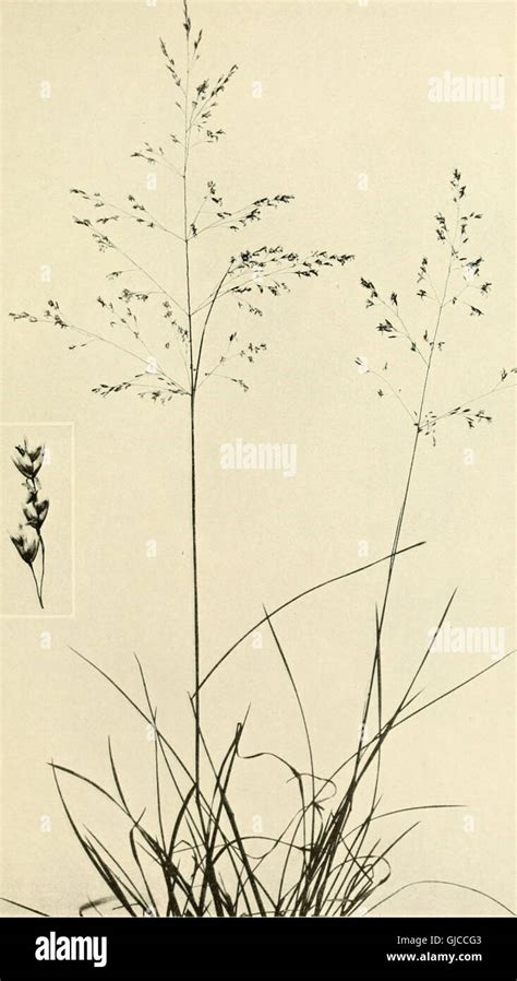 The Book Of Grasses An Illustrated Guide To The Common Grasses And