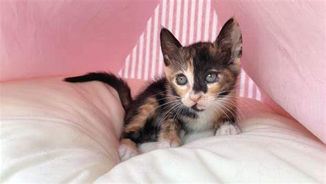 대구고양이무료분양 고산동고양이무료분양 대구코리안숏헤어무료분양 고산동코리안숏헤어무료분양 대구 2022 0110 코리안숏헤어 율이 책임분양 강아지무료분양 고양이무료분양