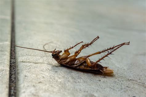 Nyc S Most Cockroach Infested Homes Are In This Area