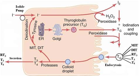 Mecanismos Da Tireoide 