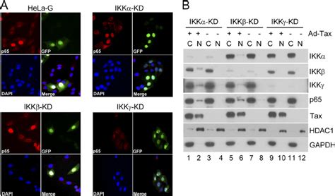 Nuclear P65rela And Activated Ikk ␣ Are Both Needed For Tax Induced