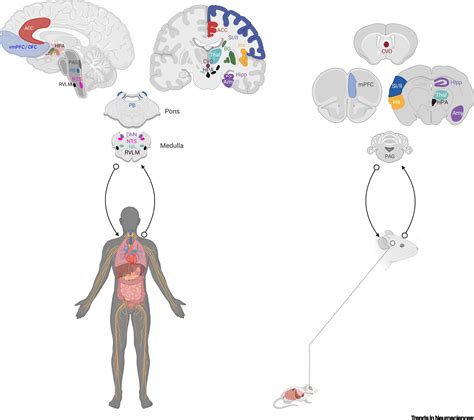 Types Of Neural Circuits