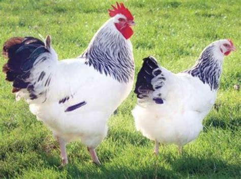 Razas De Gallinas Tipos De Gallinas Y Sus Características