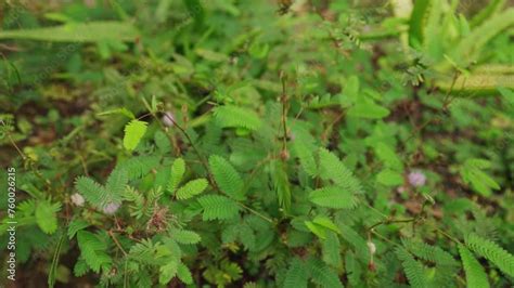Sensitive Plant Responds To Human Touch Leaves Close Rapidly In