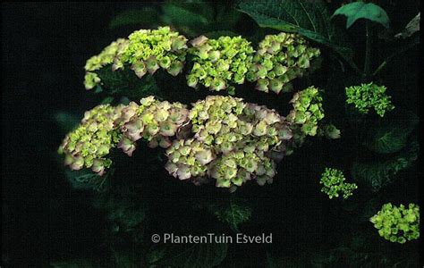 Hydrangea Macrophylla ‘hamburg Plantentuin Esveld