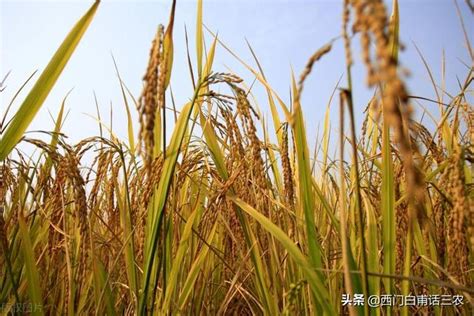 受國際糧價影響，國內玉米大豆價格上漲，小麥、稻米為什麼不漲？ 每日頭條