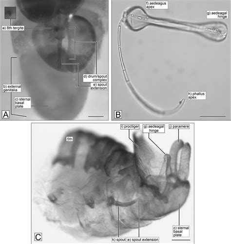 Light micrographs of internal and external genitalia Lines ¼ mm Download Scientific