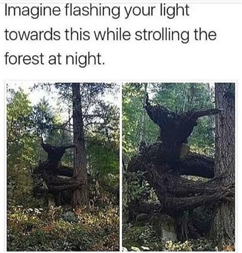 Hippie Tree Hugger R Pareidolia Hippie Tree Hugger R Pareidolia