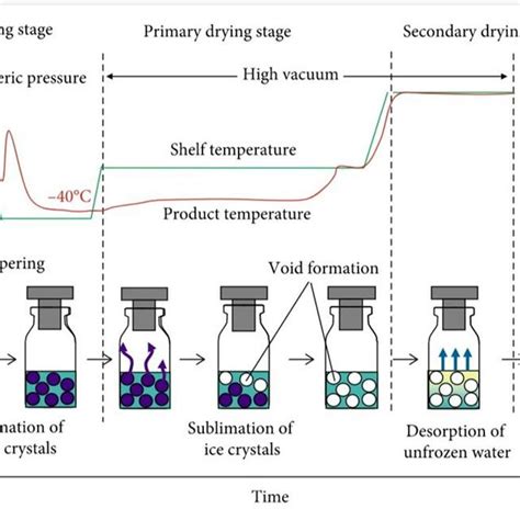 Steps Of Lyophilization Process Pharmaceutical Freeze Drying Equipment