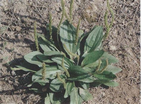 车前 甘肃草原植物 图片