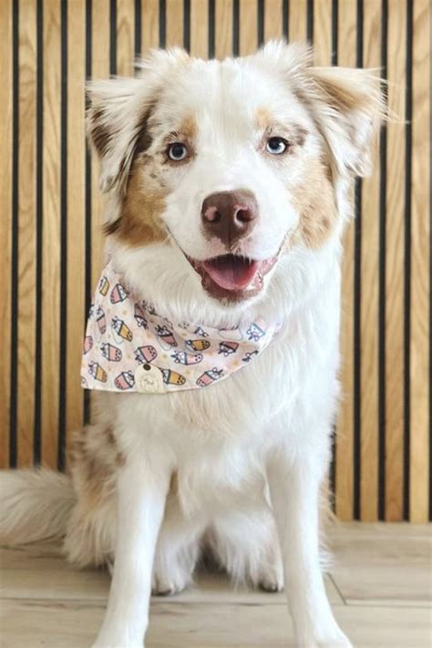 When Is A Mini Aussie Full Grown Size And Age Fully Grown Puptraveller