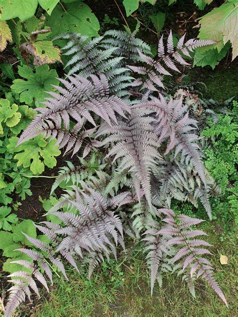Athyrium Niponicum Pewter Lace Viridis