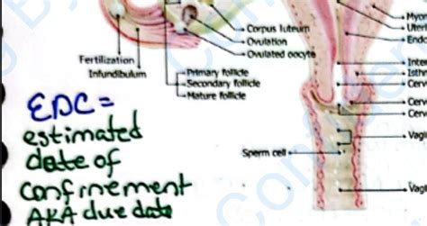 Icd10 Pregnancy Scenario Diagnosis Notes Icd 10 Cm Pregnancy Sectioncpc Aapc Ahima Icd10cm Exam