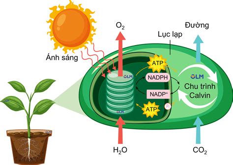 Quang H P Th C V T Olm