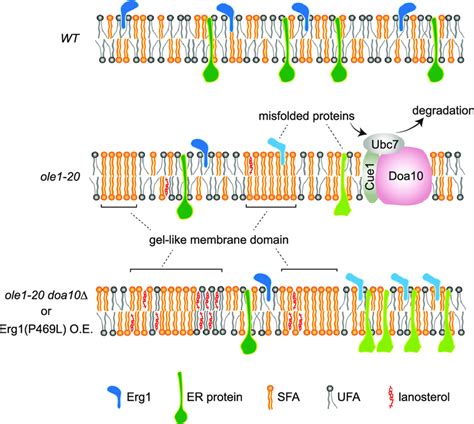 Model Of Lipid Phase Separation And Protein Segregation In Membranes Of Download Scientific