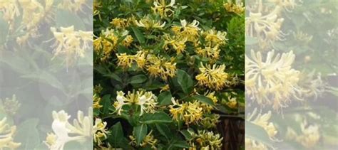 Жимолость декоративная каприфоль купить в Георгиевске Товары для дома