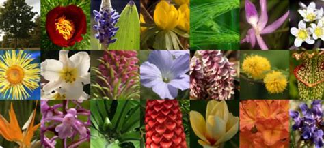 Flora And Fauna Meaning Difference And Importance
