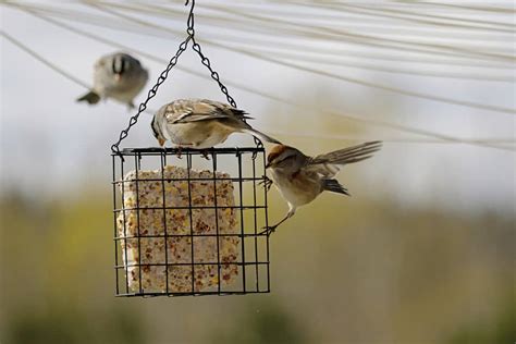 How To Hang A Bird Feeder Without A Tree Easy Alternatives BirdsAcademy