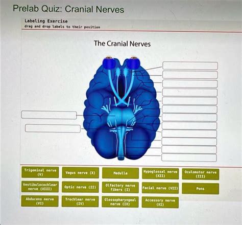 solved prelab quiz cranial nerves labeling exercise drag and drop