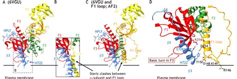 Function Of The Talin Head F1 Loop In The Context Of Talin Bound Download Scientific Diagram