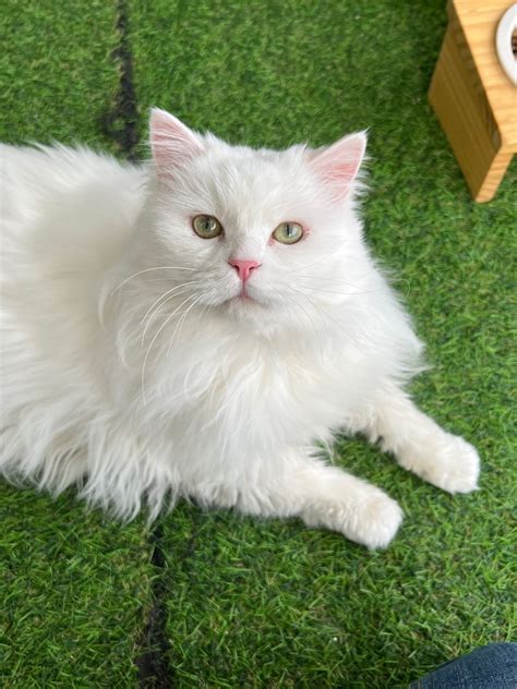 터키쉬 앙고라 얌이 고양이 책임무료분양♥ 강아지파양 고양이파양 유기견무료분양입양 아이조아요양보호소