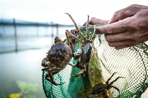 阳澄湖大闸蟹一件代发哪家好阳澄湖大闸蟹零门槛加盟代理 知乎