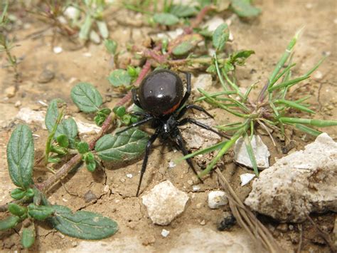Ложная черная вдова Паук который маскируется под опасного Лавка Смитти Пауки Птицееды и